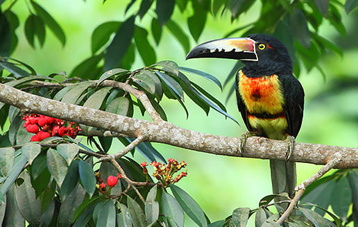 10-Day Honduras Birding Tours - Avian Wonders of Copan - Natural ...