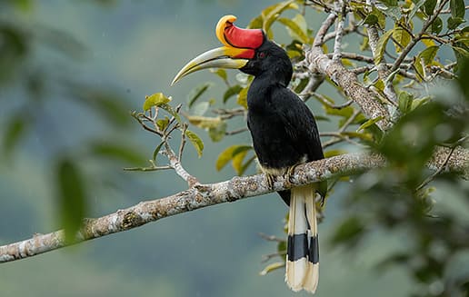 Asian Birding Tours - Natural Selections Tours