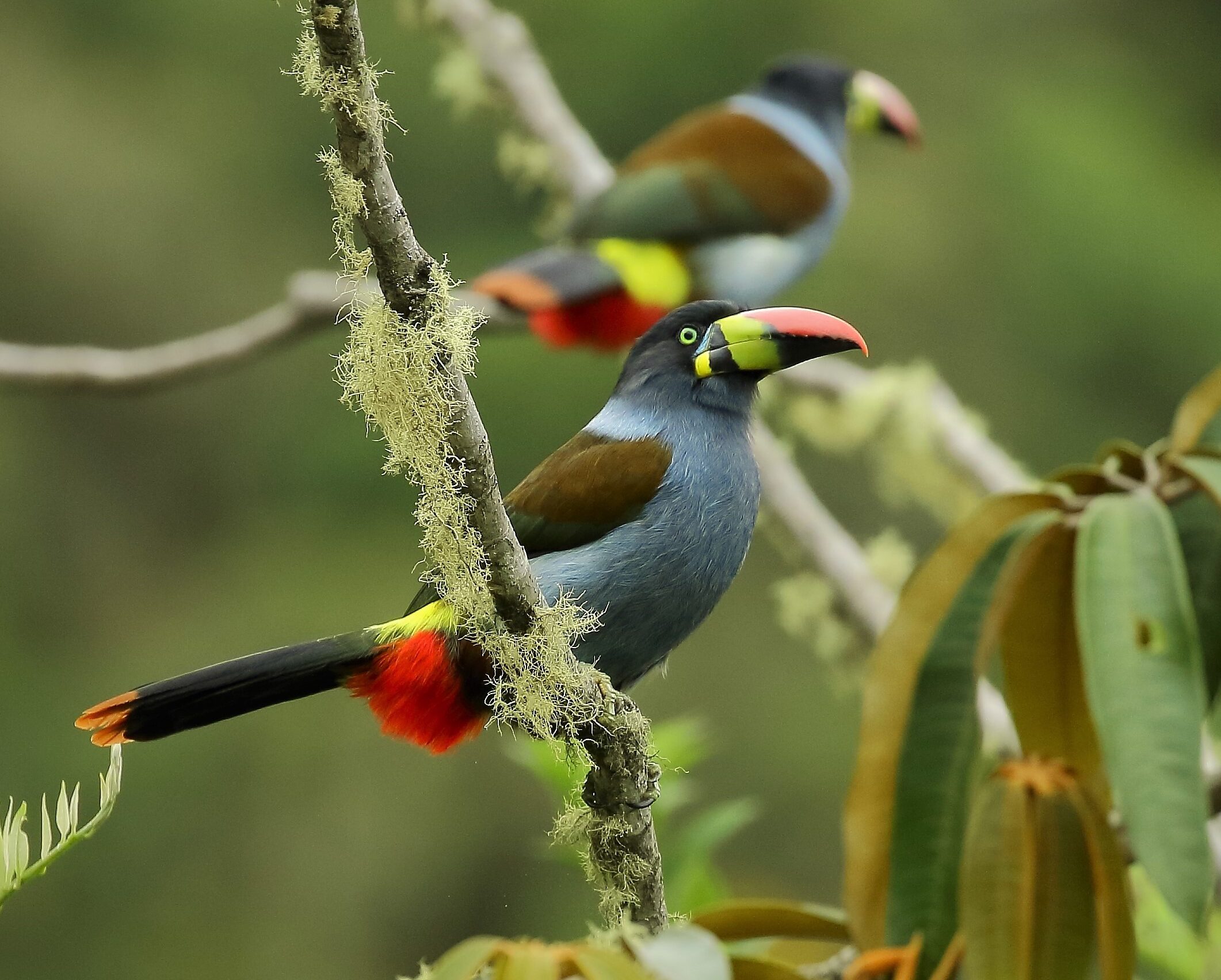 12-Day Peru Wildlife Tour - Peru Jaguars, Macaws & Amazon - Natural ...