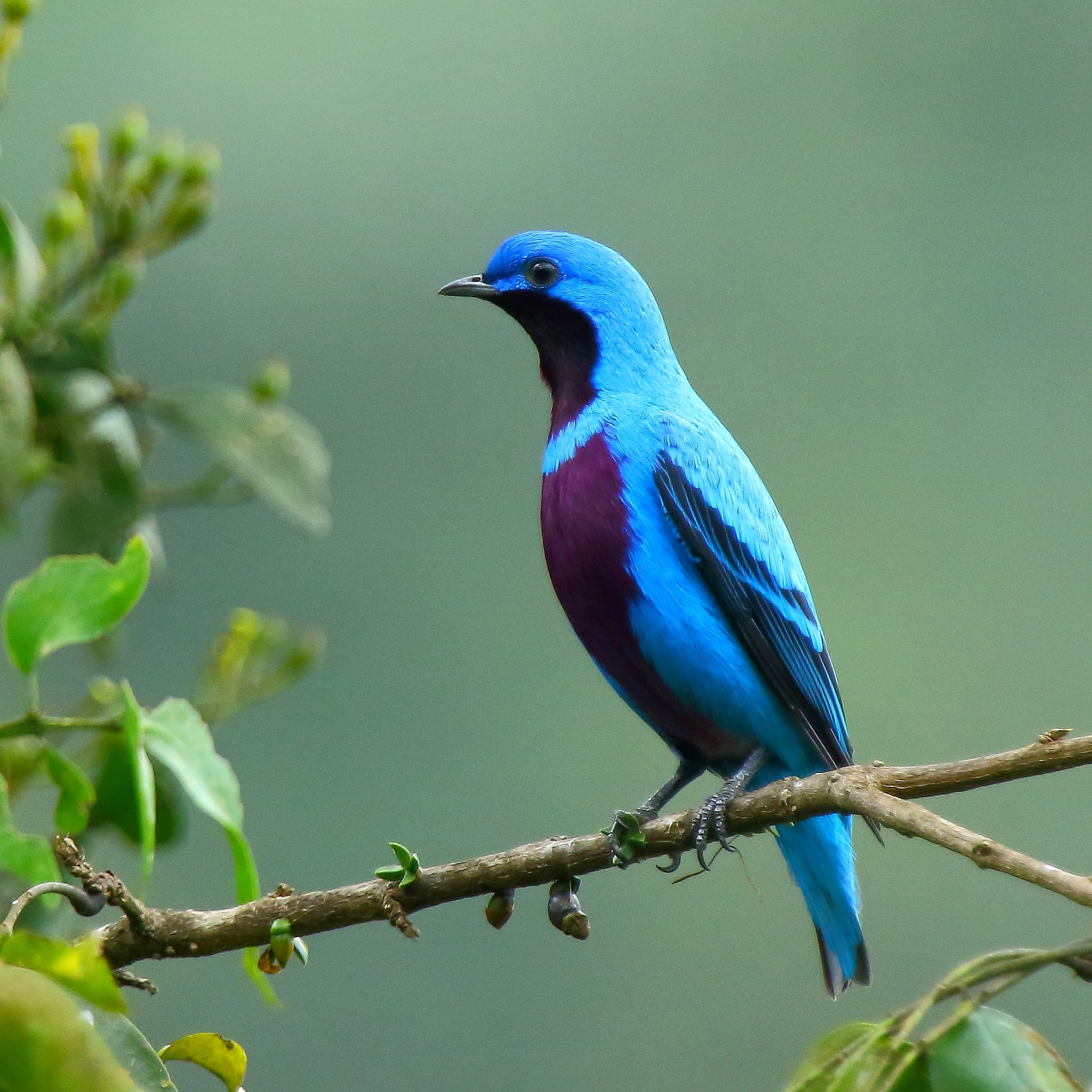 9-Day Honduras Birding Tours - Avian Wonder in the North Coast -Natural ...