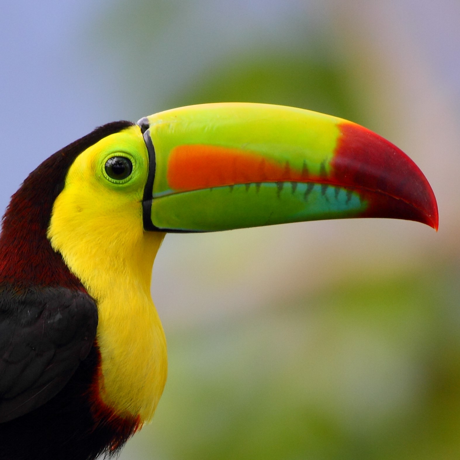 9-Day Honduras Birding Tours - Avian Wonders of La Mosquita - Natural ...