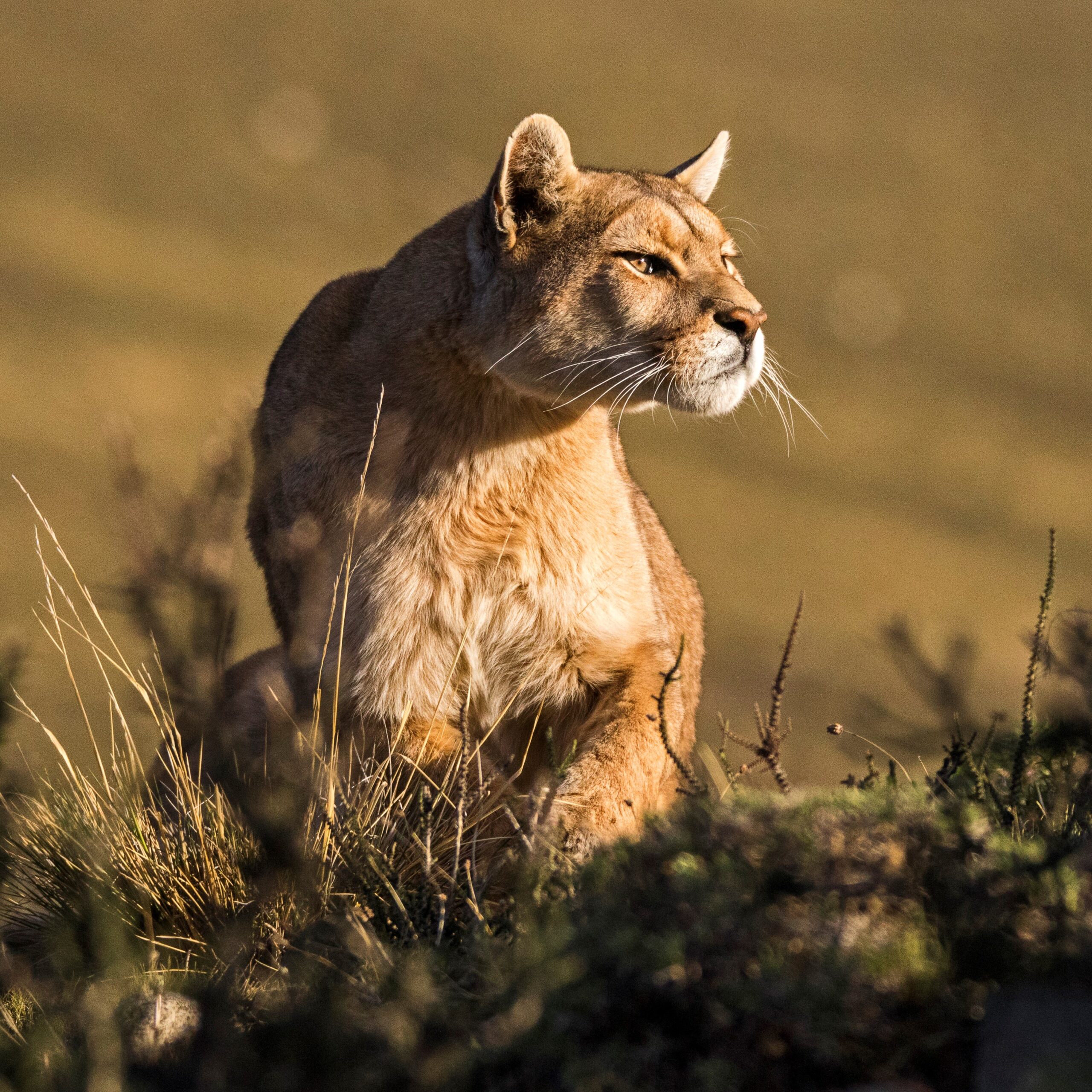 7-Day Patagonia Wildlife safari - Patagonia Pumas & Wildlife Tour ...