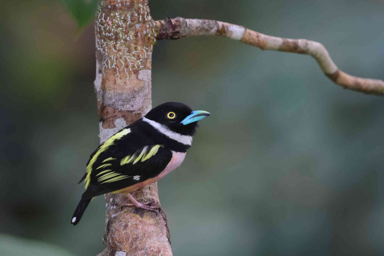 Birding Tours - Natural Selections Tours