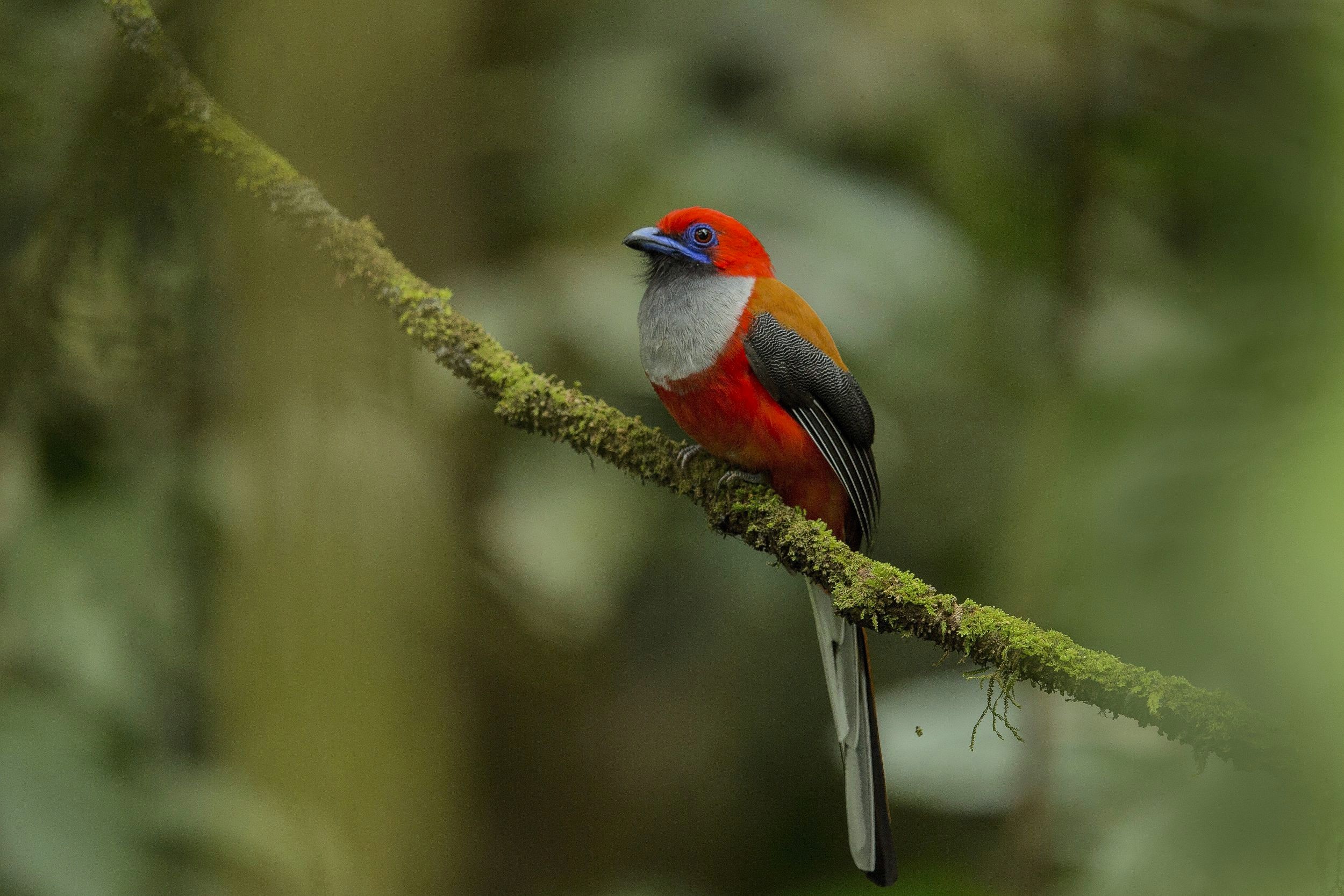 12-Day Borneo Birding Tour - Explore Nature & Wildlife in Borneo ...